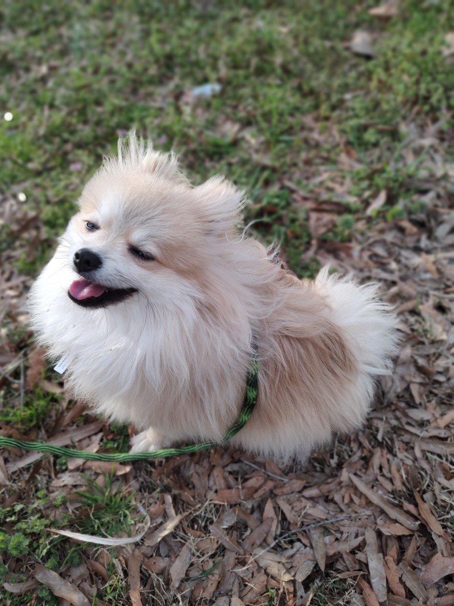 Post 28, Styling in New Harness – The Schnug Life