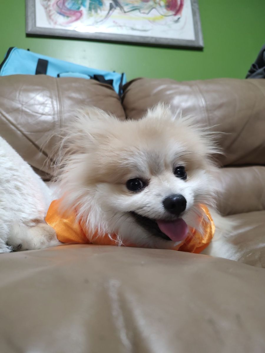 Post 41, Schnuggie Will Move the Chains! – The Schnug Life