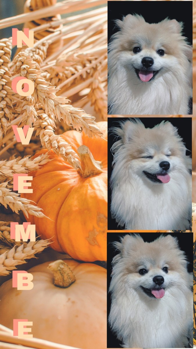 Post 42, November Schnuggie – The Schnug Life