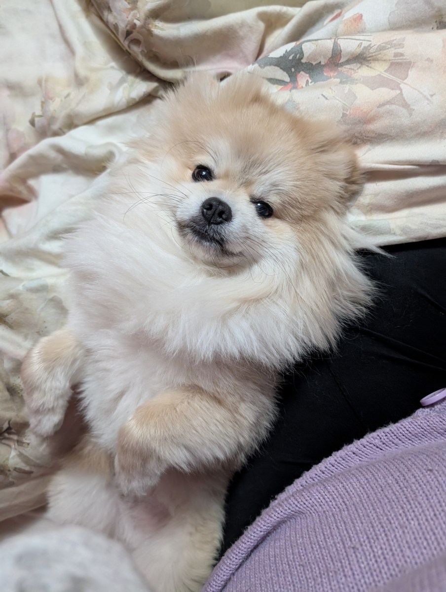 Post 59, Precious Moments Schnuggie – The Schnug Life